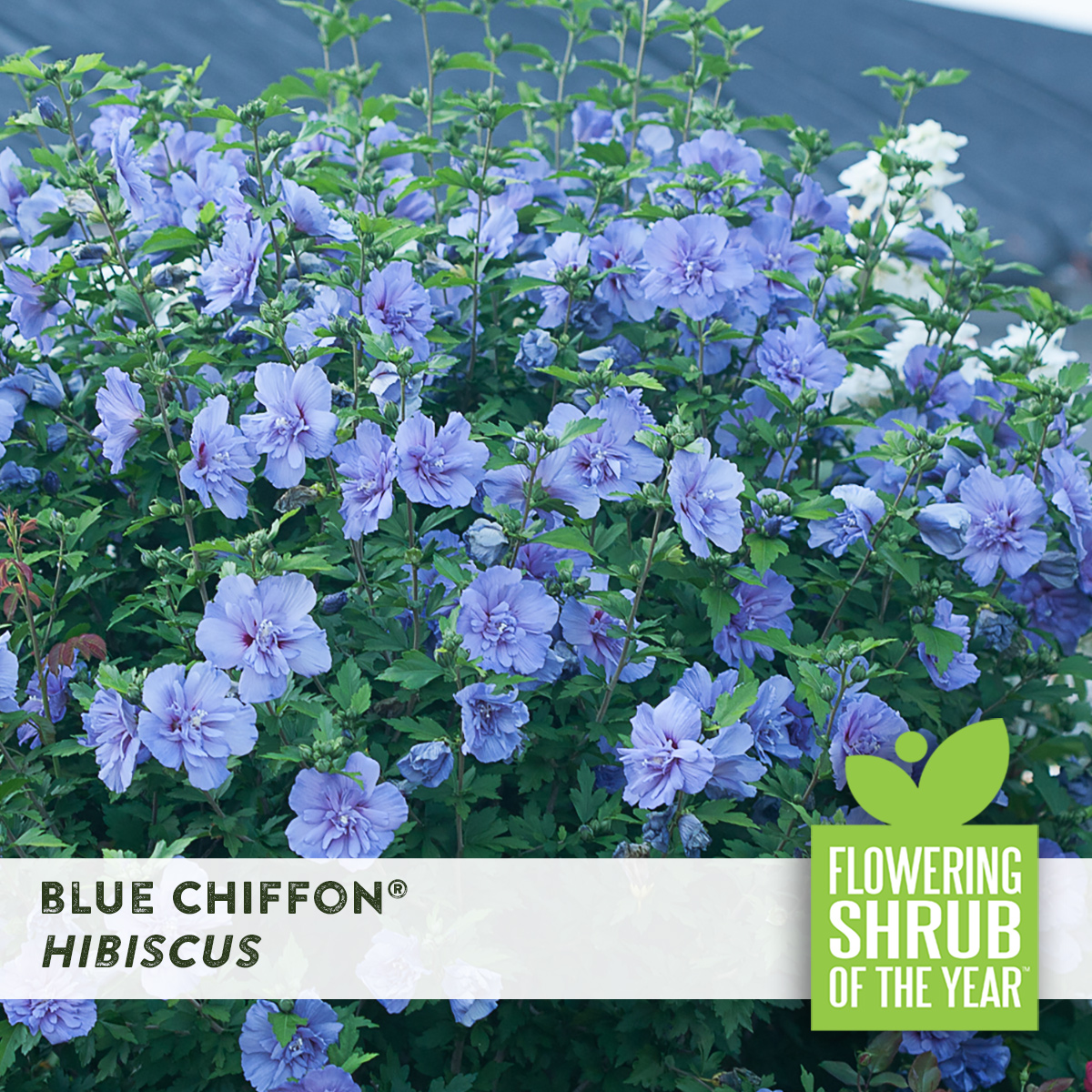 Blue Chiffron Hibiscus - Peters Greenhouse & Garden Center