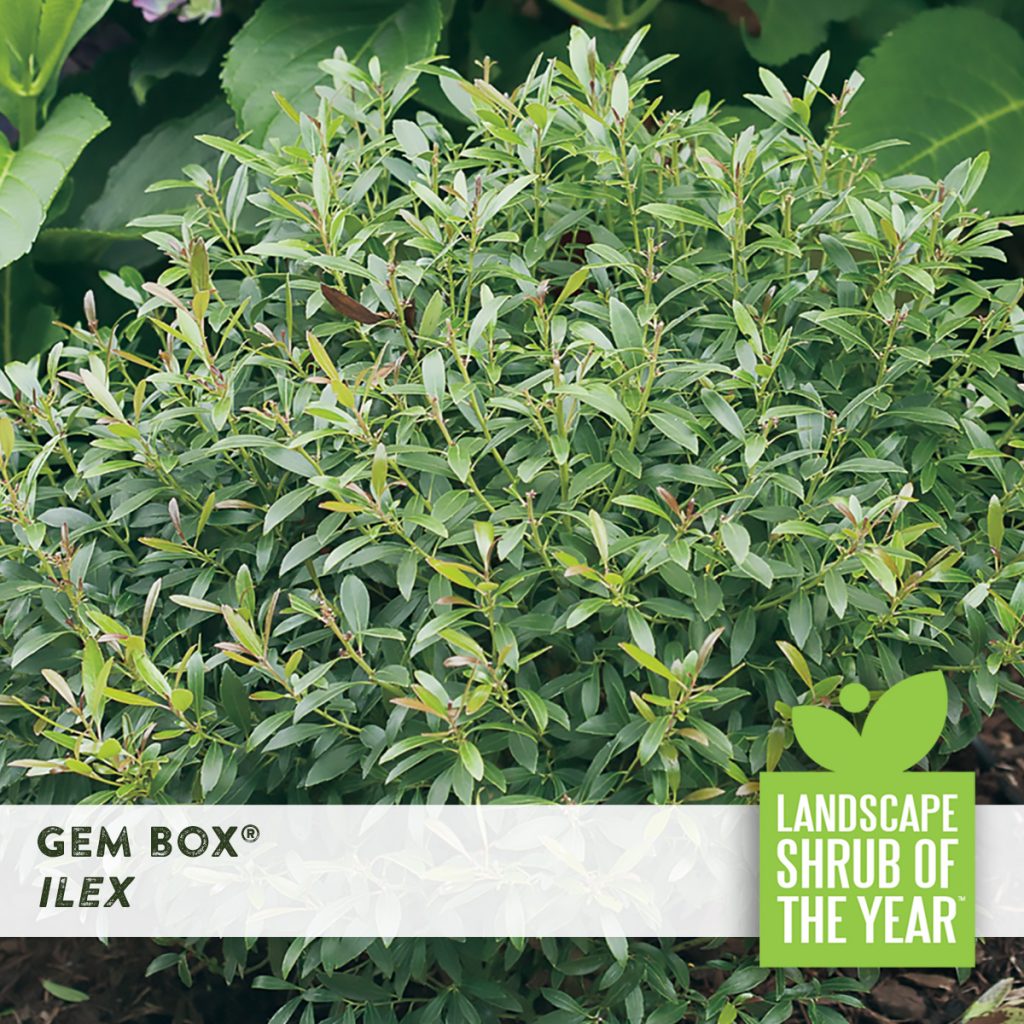 Gem Box Ilex - Peters Greenhouse & Garden Center